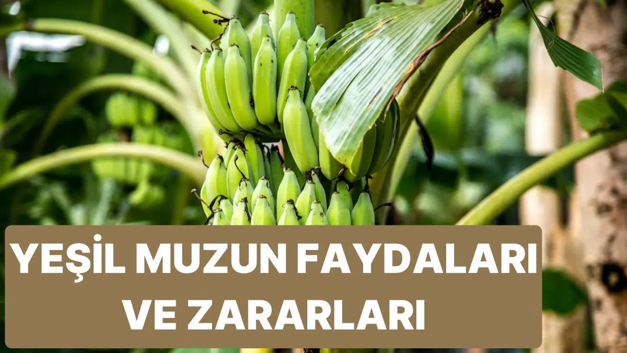 Yeşil Muzun Ziyanları ve Yararları Nelerdir? - Gastrofill